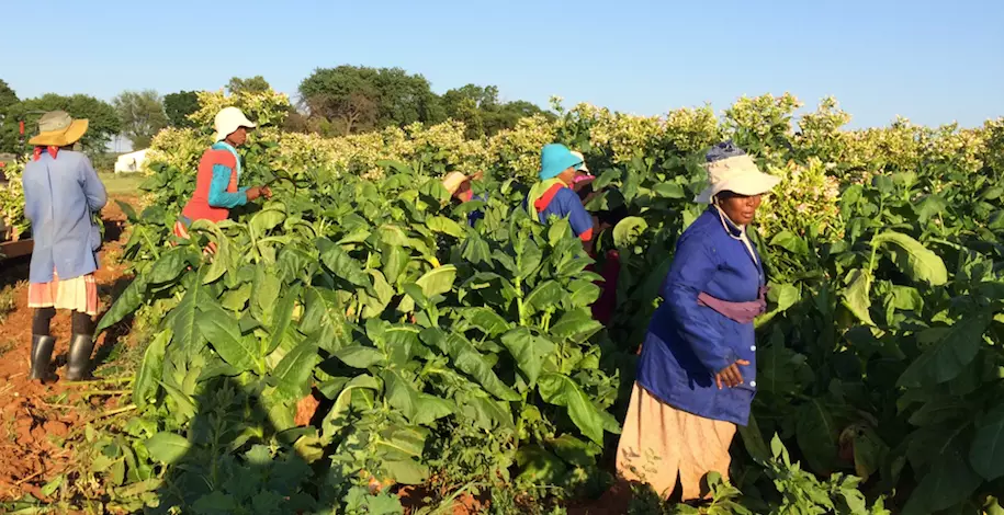 Utsi Woyera! Fodya Akhoza Kuwotcha Ndege M'tsogolomu