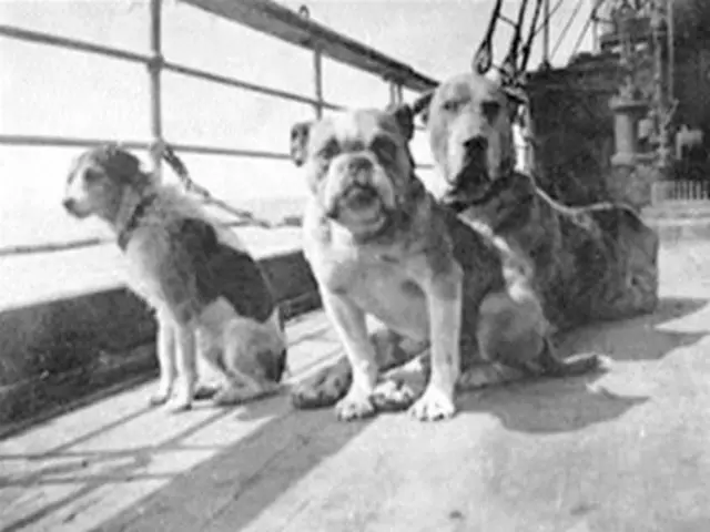 Những chú chó Titanic
