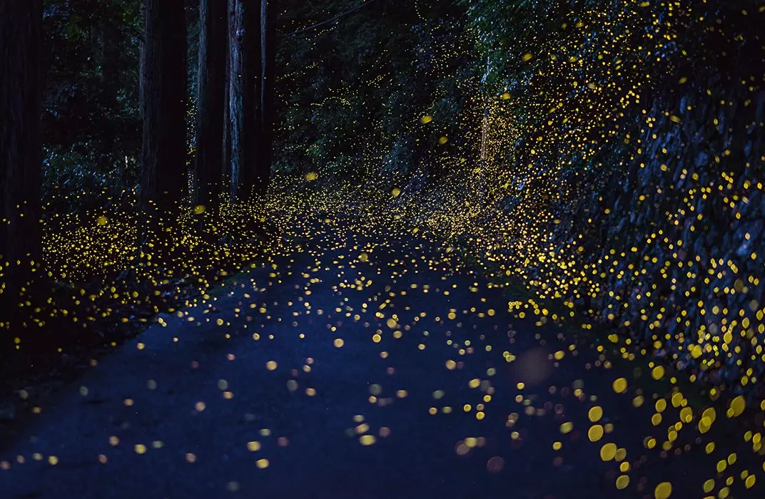 Shtigjet e Bukura të Fluturimit të Fireflies 50059_1