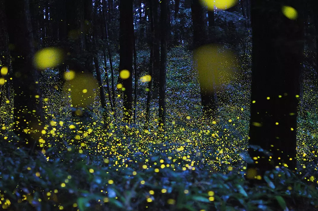 Shtigjet e Bukura të Fluturimit të Fireflies 50059_3