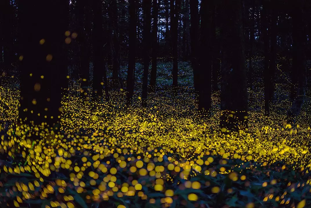 Shtigjet e Bukura të Fluturimit të Fireflies 50059_4