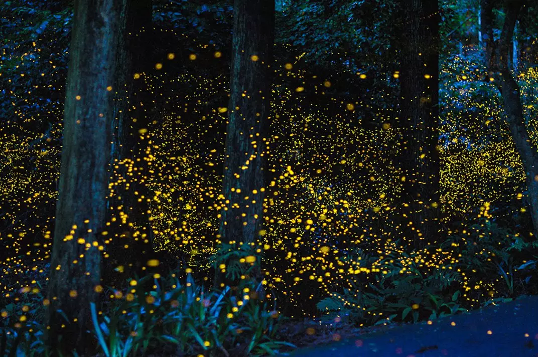 Shtigjet e Bukura të Fluturimit të Fireflies 50059_5