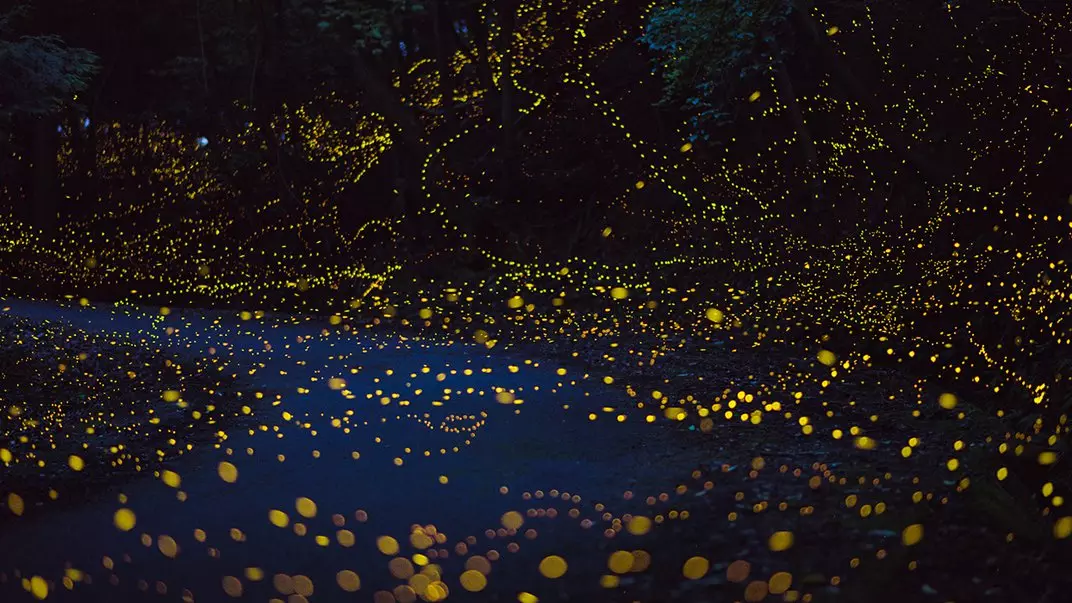 Shtigjet e Bukura të Fluturimit të Fireflies 50059_6