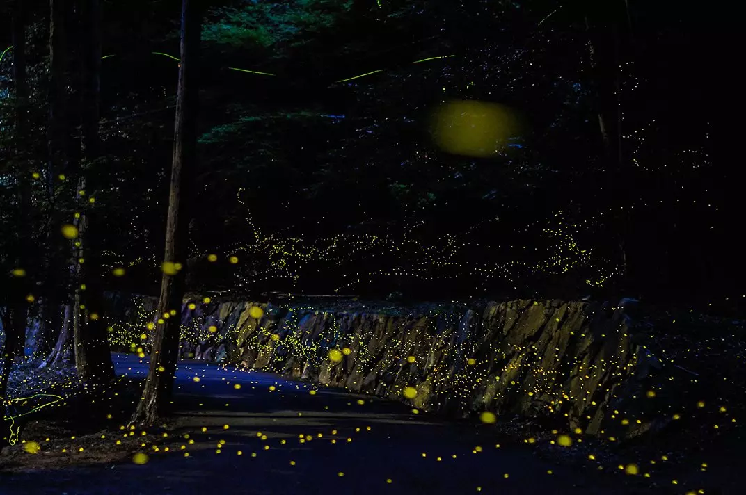 Shtigjet e Bukura të Fluturimit të Fireflies 50059_7