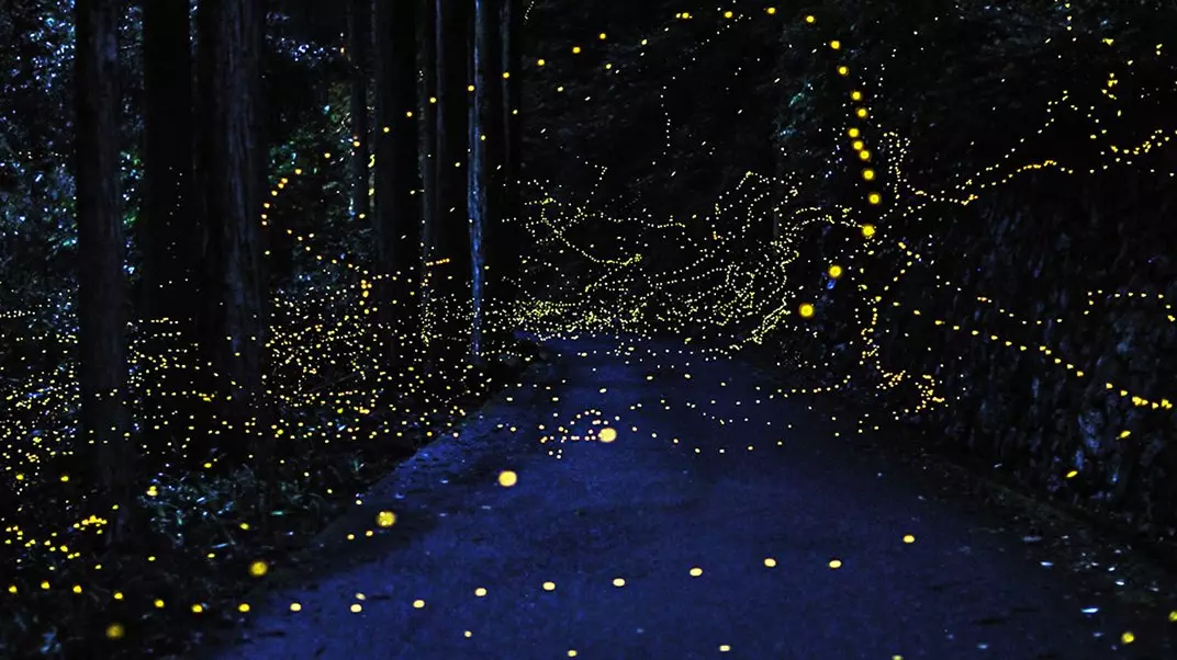 Shtigjet e Bukura të Fluturimit të Fireflies 50059_8