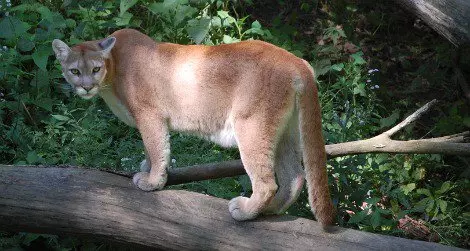 Լեռնային առյուծը ամենատարածված խոշոր կատուներից է, բայց նաև ամենադժվար տեսանելիներից մեկը: