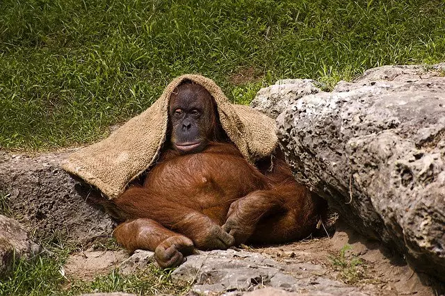 orangutango