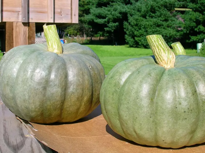 Beyond the Butternut: Vodič za odabir odlične zimske tikve 50130_6