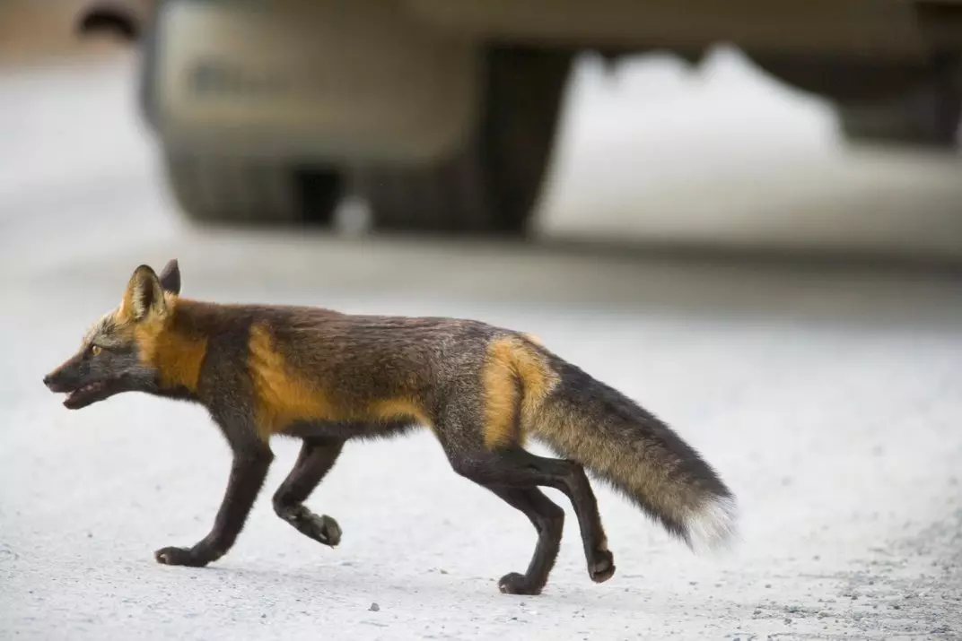 Vil førerløse biler betyde mindre roadkill?