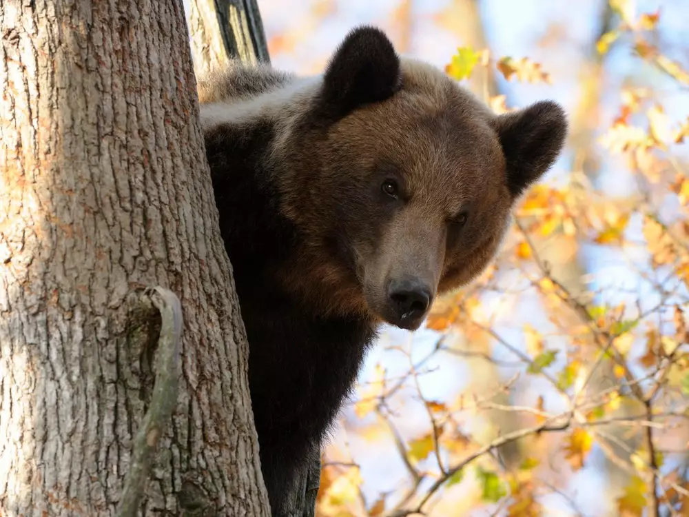 Dambudziko Rinouraya Rakatarisana neRomania Brown Bears