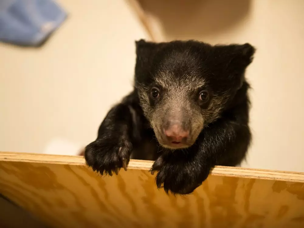 Zoo Keepers binne mei de hân grutbringen in lytse sloth bear Cub