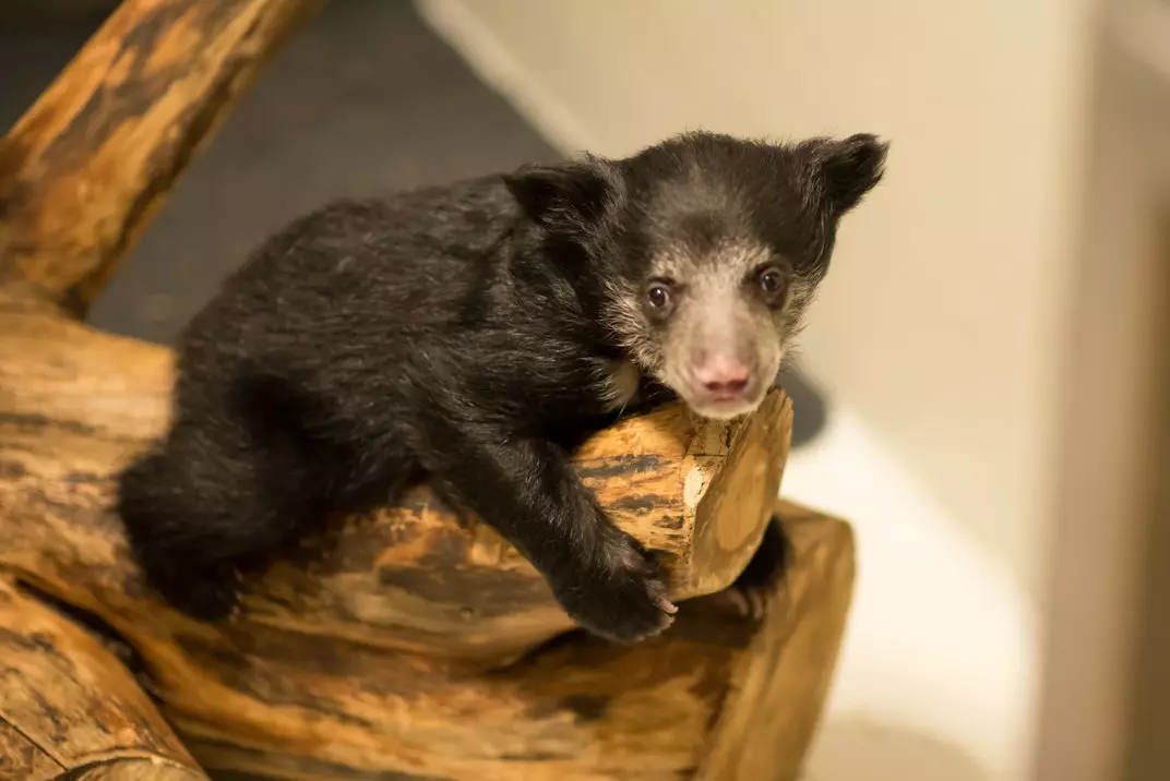 प्राणीसंग्रहालयाचे रक्षक एक लहान आळशी अस्वल शावक हाताने पाळत आहेत 50142_1