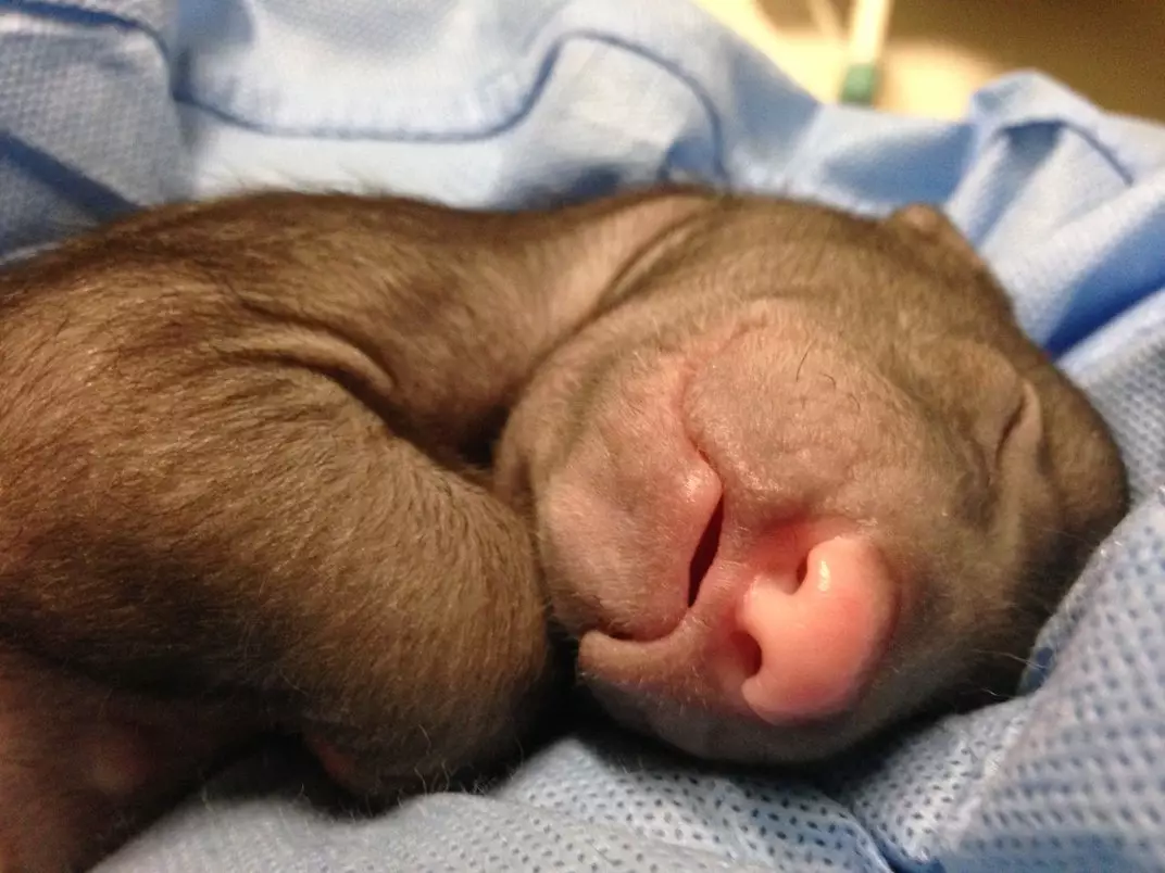 Awọn oluṣọ Zoo jẹ Titọ Ọwọ A Tiny Sloth Bear Cub 50142_11