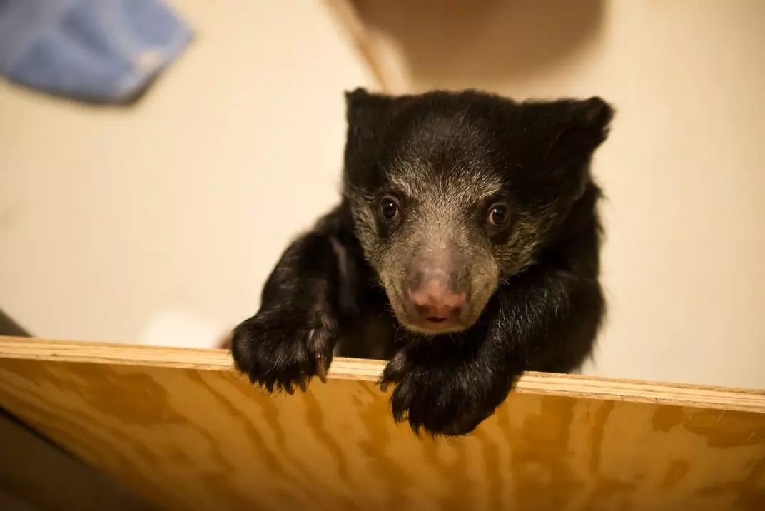 Djurvårdsskötare föder upp en liten sengångsbjörn för hand 50142_2
