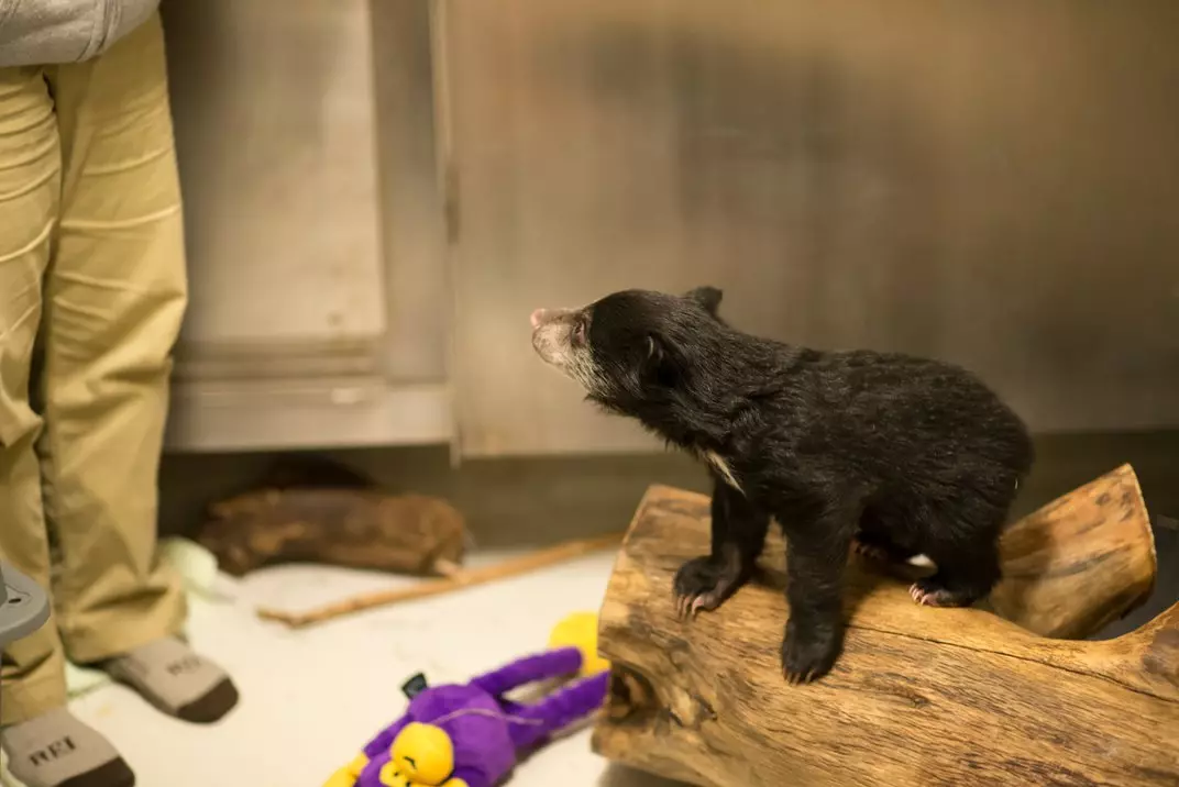 I guardiani dello zoo stanno allevando a mano un minuscolo cucciolo di orso bradipo 50142_3