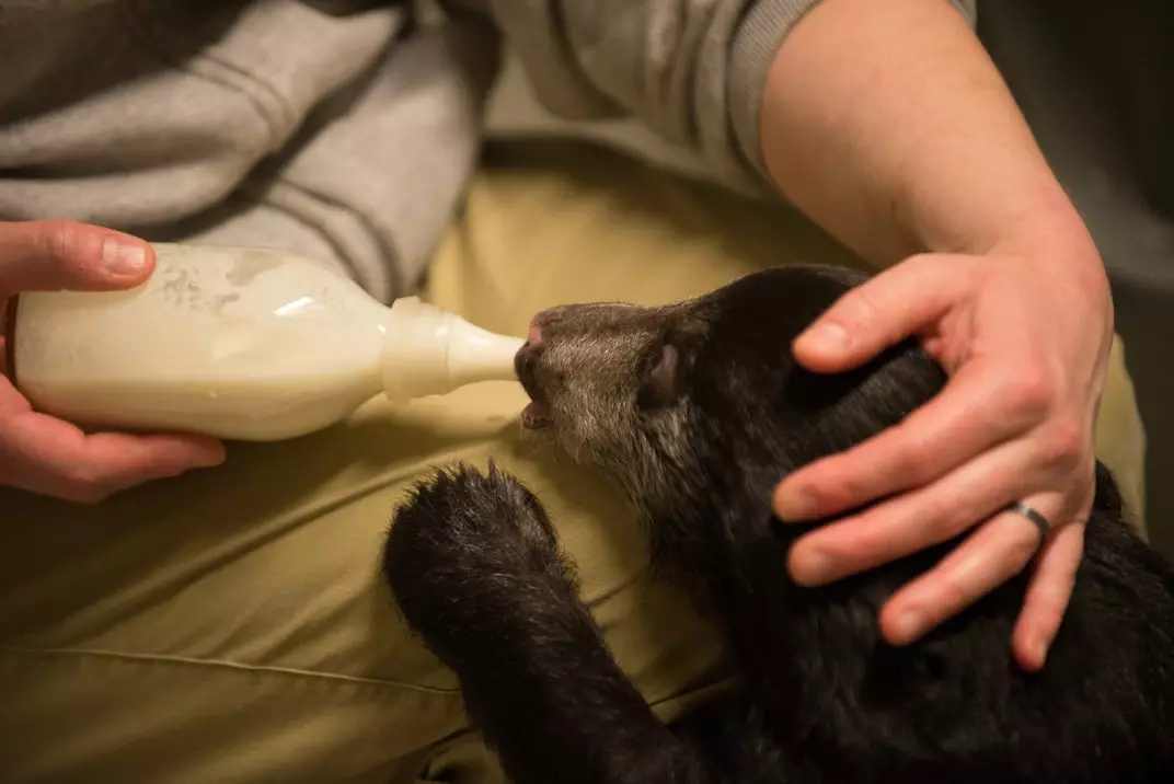 Djurvårdsskötare föder upp en liten sengångsbjörn för hand 50142_4
