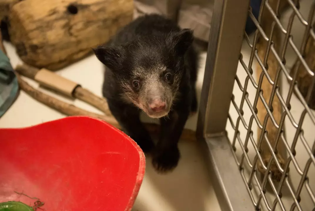 動物園飼養員正在人工飼養一隻小懶熊幼崽 50142_5