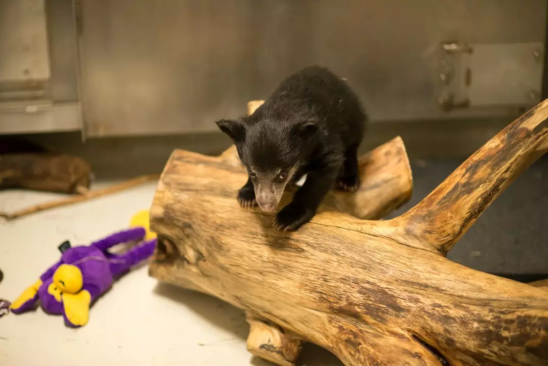 Zoo Keepers Are Hand-Rearing A Tiny Sloth Bear Cub 50142_6
