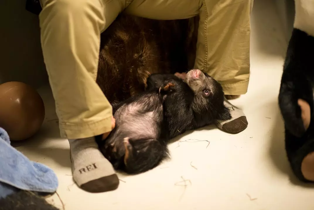 Os coidadores do zoolóxico están criando a man un pequeno oso perezoso 50142_7
