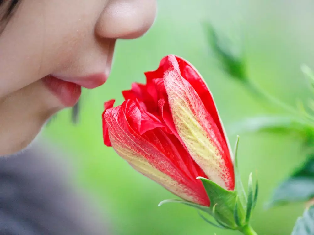 Παιδί που μυρίζει ένα λουλούδι