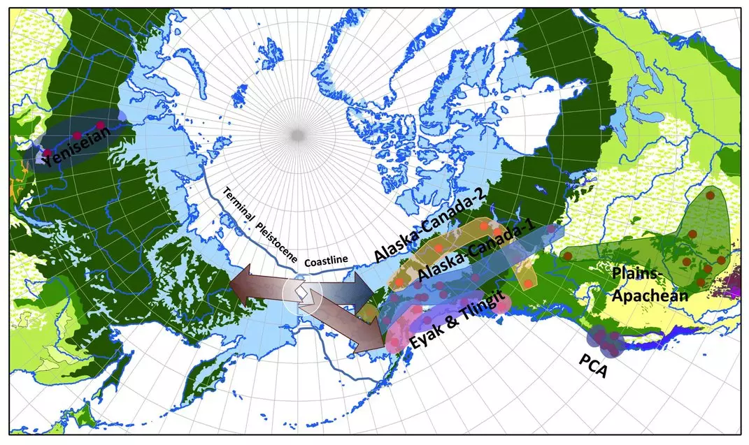 Senovės migracijos į Šiaurės Ameriką modeliai yra paslėpti šiandien vartojamomis kalbomis