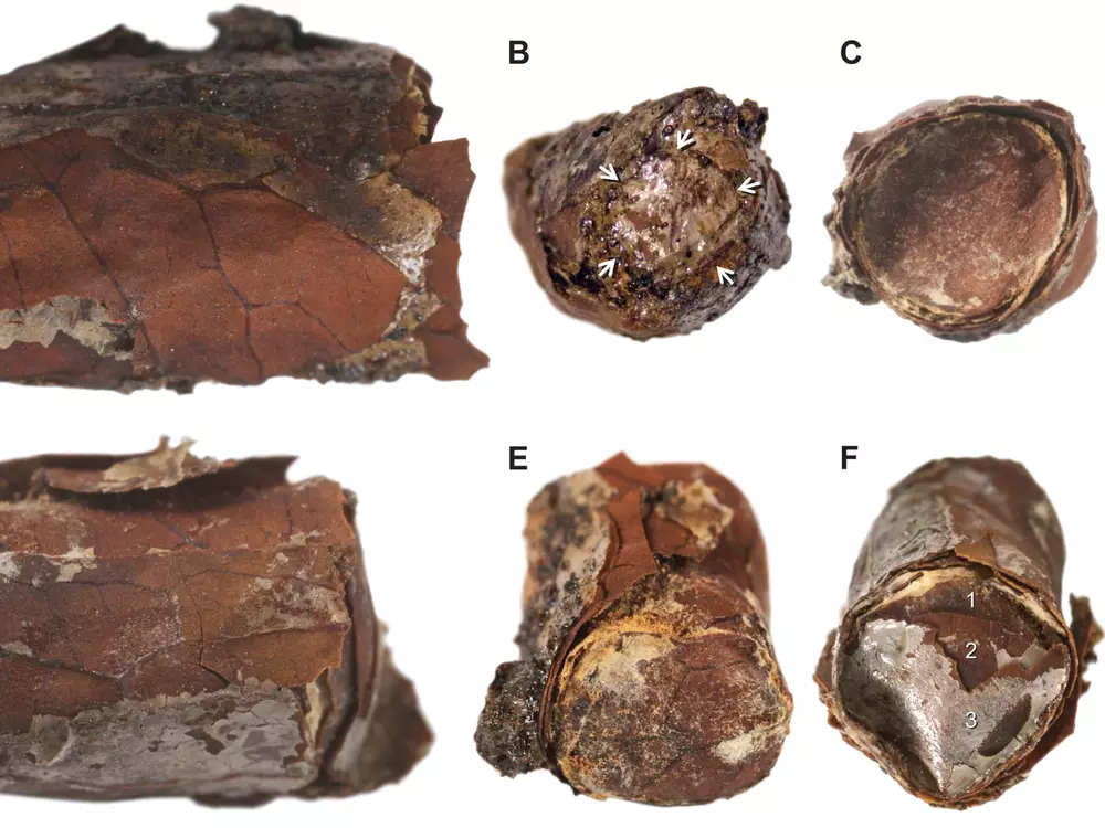 Ice-Age bin avslöjade vid La Brea Tar Pits