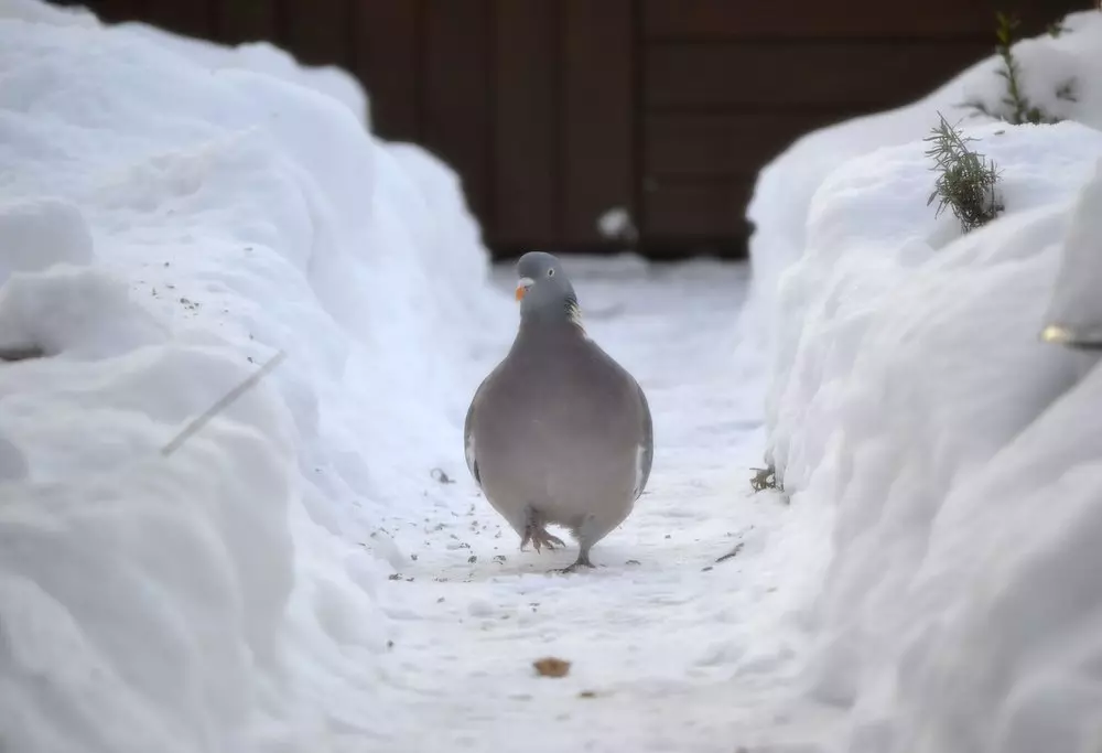 Aquest hivern també va ser dur amb els animals