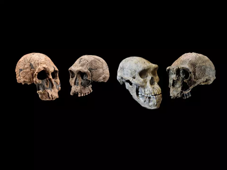 Homo skulls