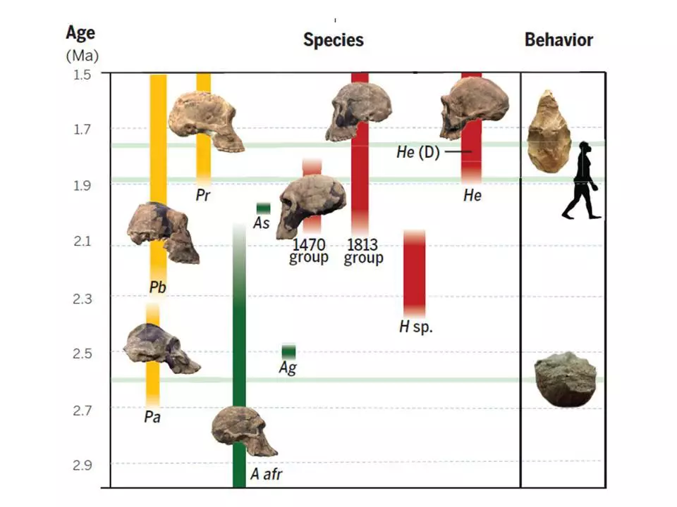 Hominin udviklingsdiagram