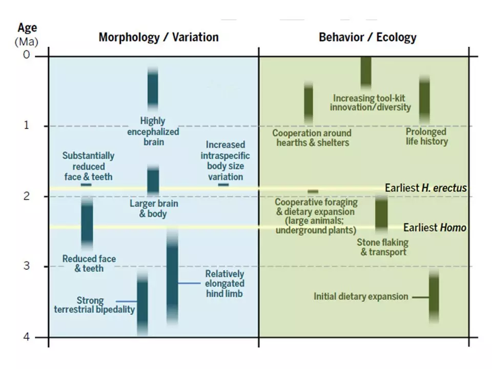 Ability to Adapt Gave Early Humans the Edge Over Other Hominins