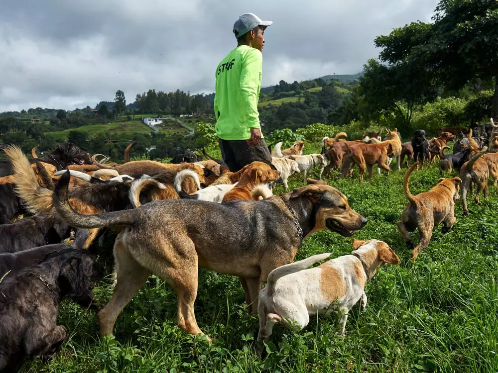 Wannan Aljannar Costa Rica tana Matsuguni Sama da Karnukan Batattu 1,000