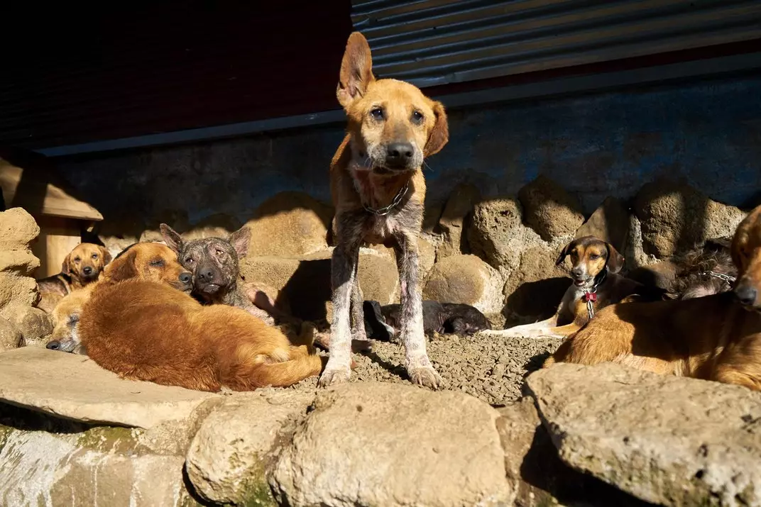 ที่พักพิงในพาราไดซ์ของคอสตาริกาแห่งนี้มีสุนัขจรจัดกว่า 1,000 ตัว 50210_1