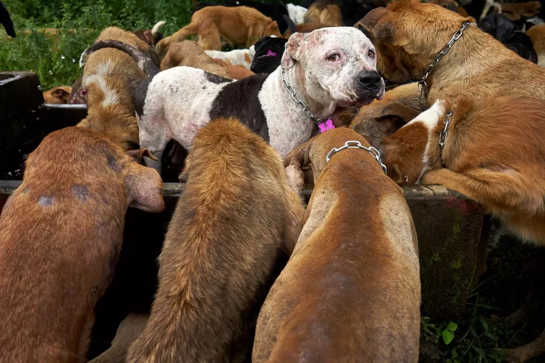 ที่พักพิงในพาราไดซ์ของคอสตาริกาแห่งนี้มีสุนัขจรจัดกว่า 1,000 ตัว 50210_5