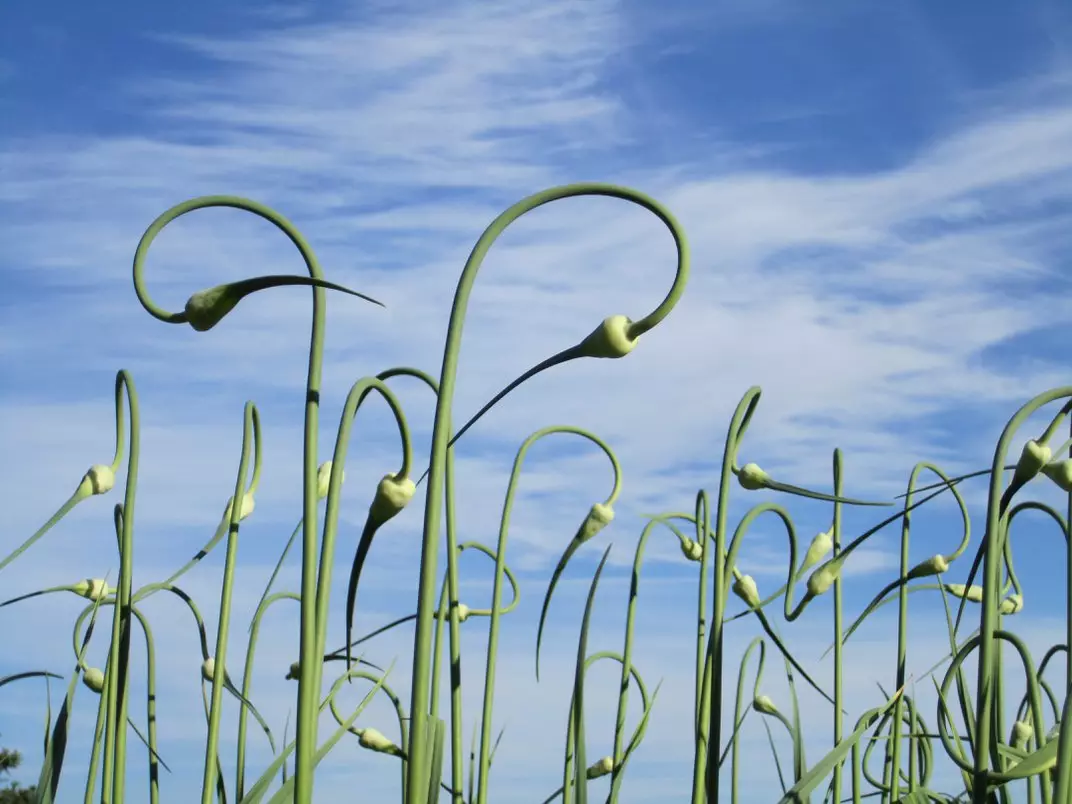 Garlic scapes nguva isati yakohwewa