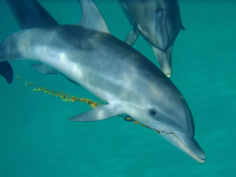 Kugenzura Ikirego: Igikoresho gisobanura Dolphin cyumvikana mucyongereza