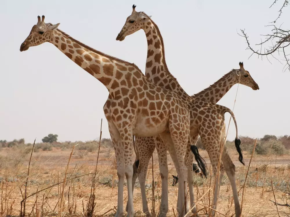 Forskare studerade söta bilder av babygiraffer för att lära sig om deras fläckar