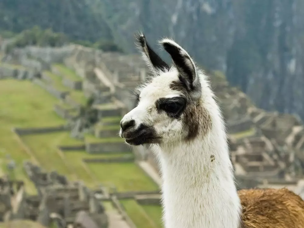 Llama Antibodies Atonu o le Ki mo le Puipuia o le Fulu