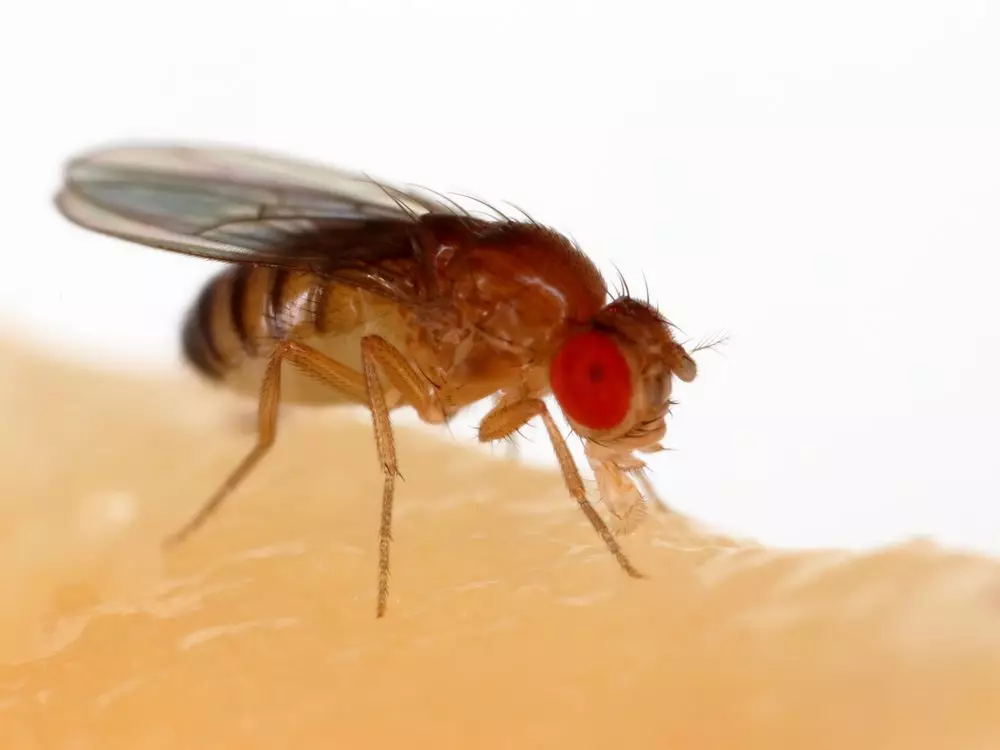 Drosophila_melanogaster_Probóscide.jpg