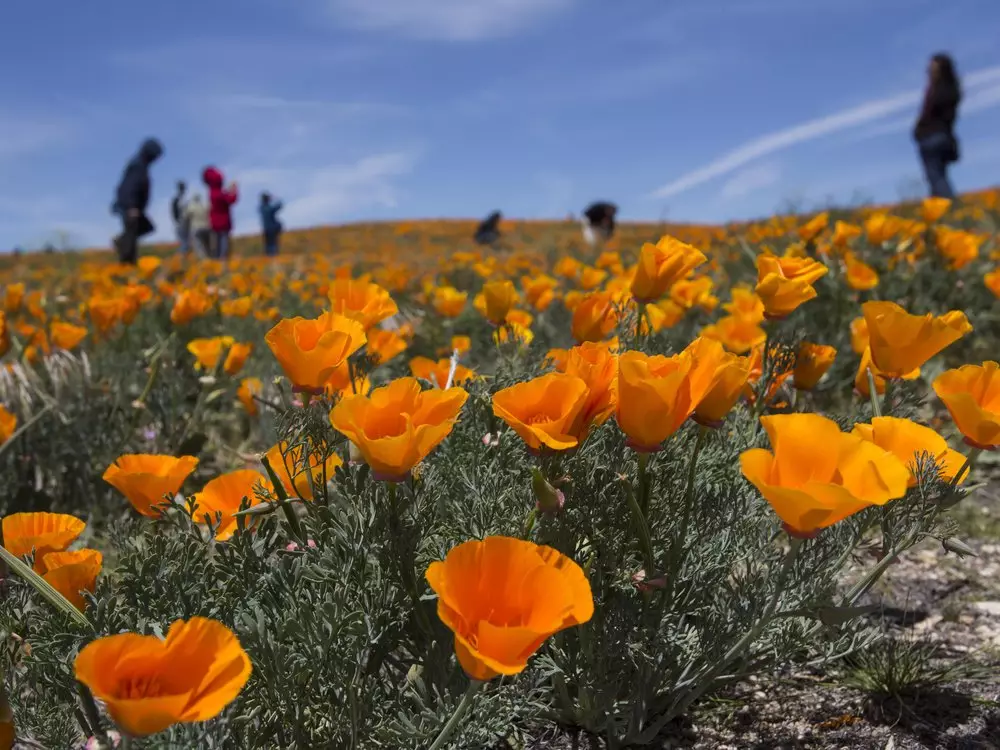 Wêne: Gava ku Kaliforniya Poppies Ser Hillsides Digirin Rengê Kalîforniya Başûr dişewite