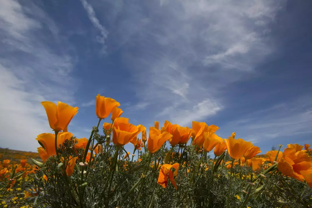 Fotoen: Südkalifornien brécht a Faarf wéi Kalifornien Poppies iwwerhuele Hillsides 50336_1