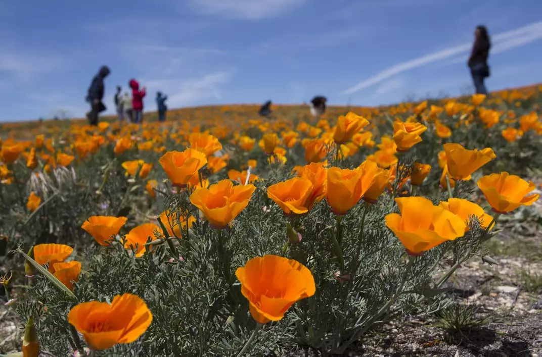 Foto: California Selatan Berwarna apabila Poppi California Mengambil Alih Lereng Bukit 50336_2