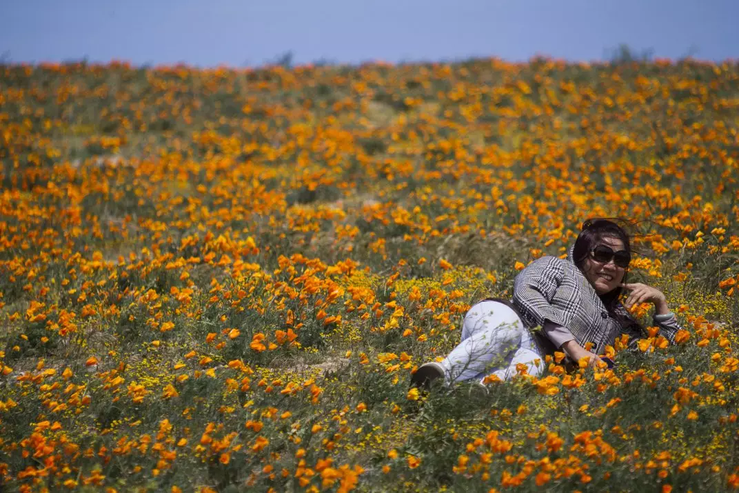 Foto: Sid Kalifòni pete nan koulè kòm California Poppies pran sou Hillsides 50336_3