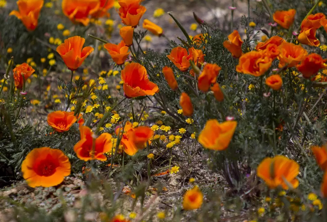 Fotos: Südkalifornien erstrahlt in Farbe, während kalifornische Mohnblumen die Hügel erobern 50336_4