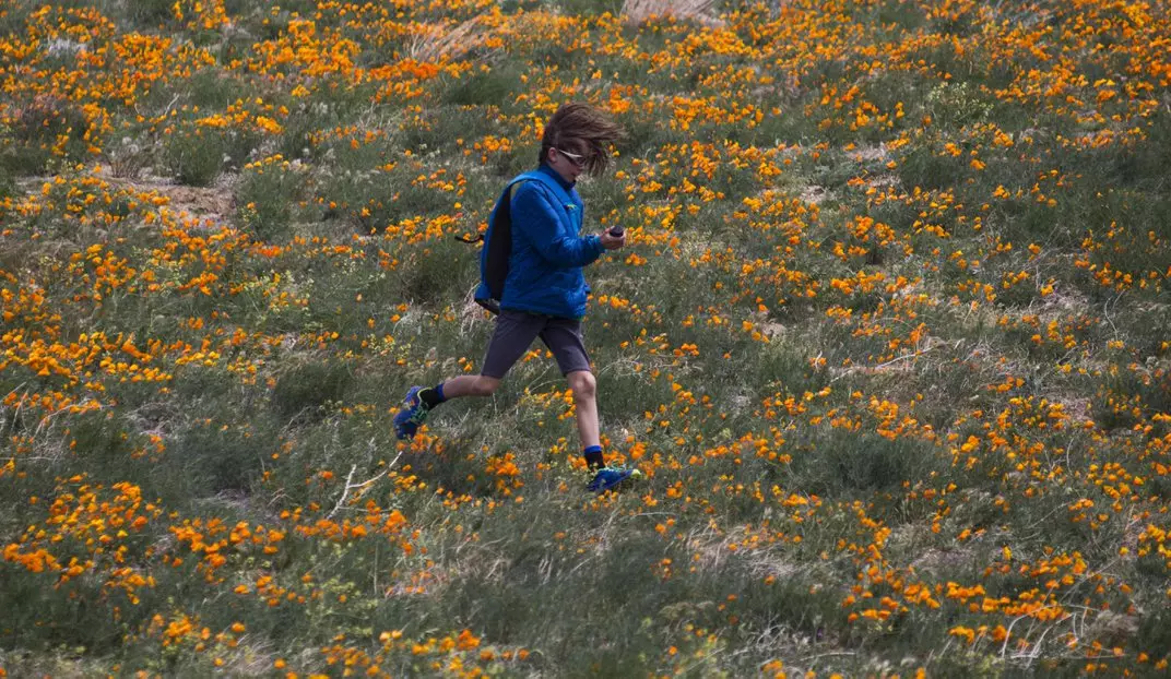 Foto: California Selatan Meledak Menjadi Warna Saat Bunga Poppy California Mengambil alih Bukit 50336_6