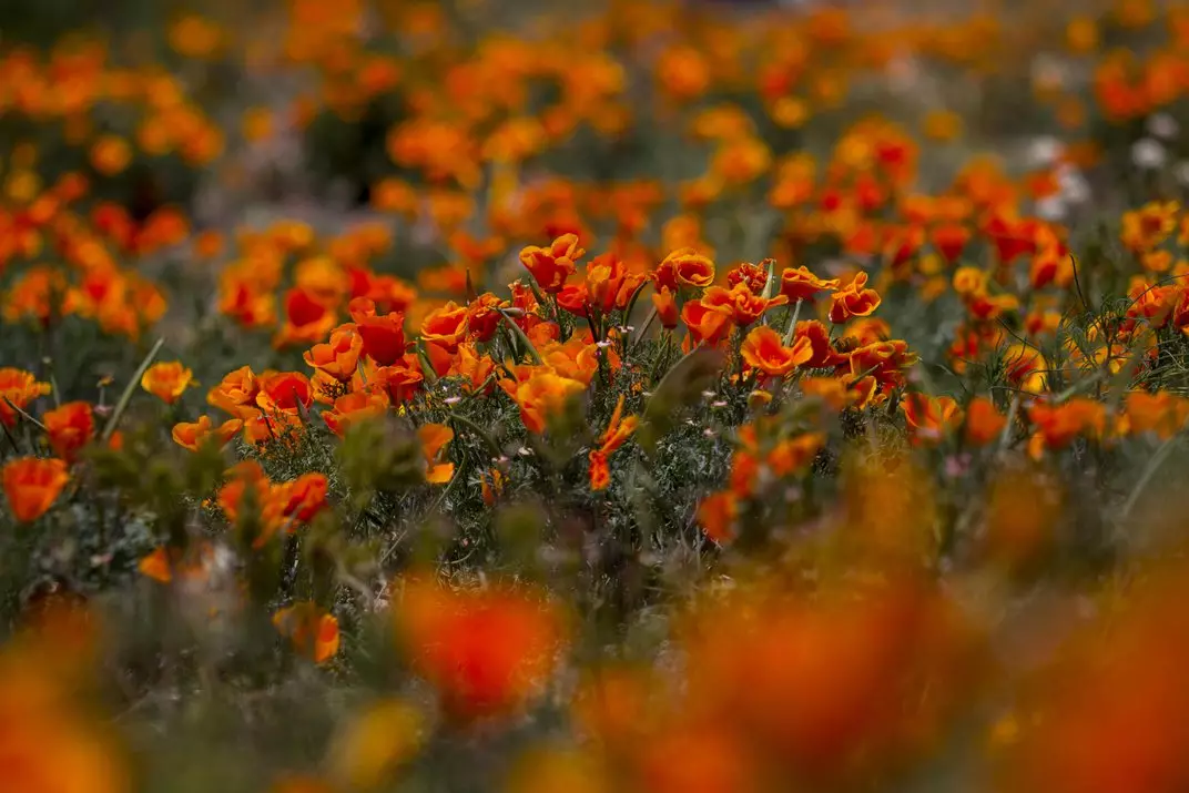 Hotuna: Kudancin California Ya Fashe cikin Launi yayin da Poppies na California suka mamaye tsaunin 50336_7