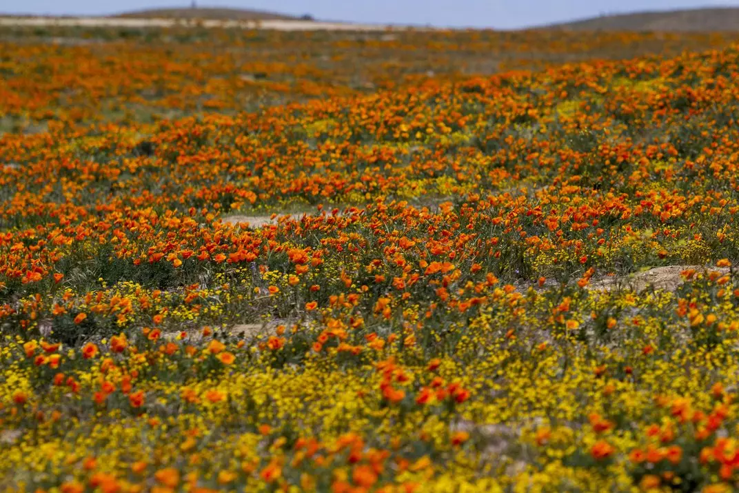 Zithunzi: Southern California Bursts into Color as California Poppies Akutenga Mapiri 50336_8