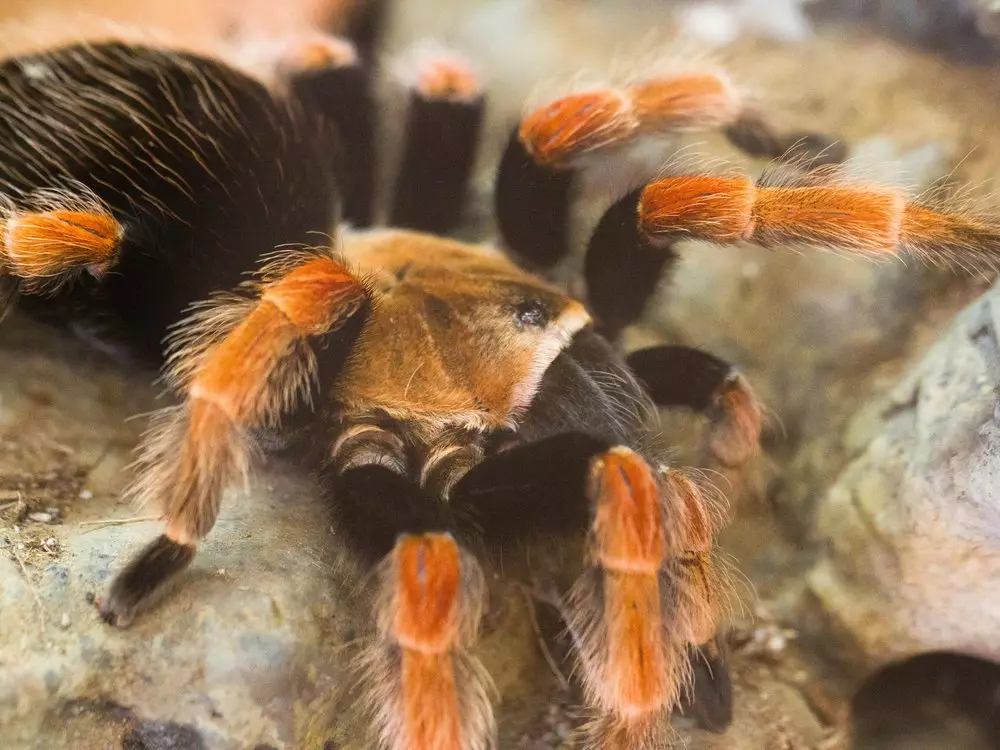 Des milliers de bestioles effrayantes volées à l'Insectarium de Philadelphie