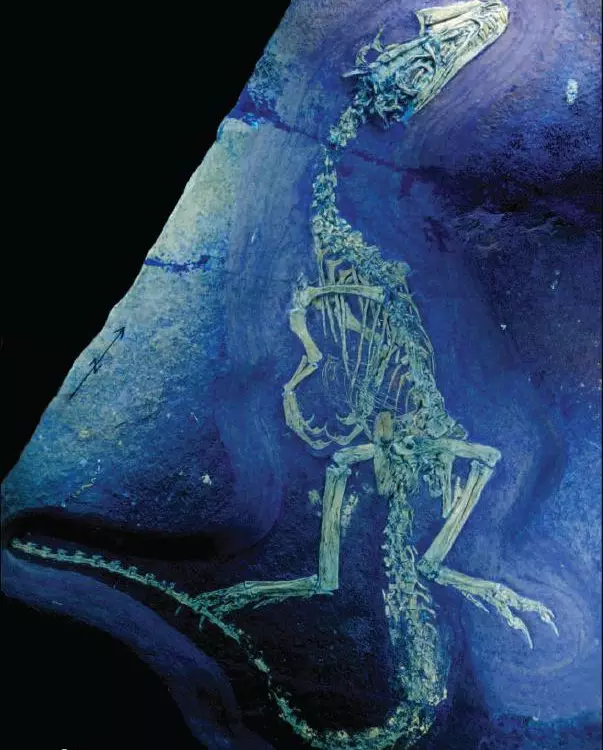 Juravenator: o outro dinosauro emplumado de Alemaña