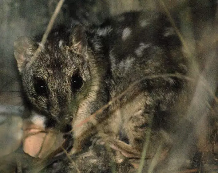 Tiasa Élmuwan Nyalametkeun Marsupial Anu Kaancam Ku Ngabeternakkeun Rasana pikeun Bangkong Beracun?