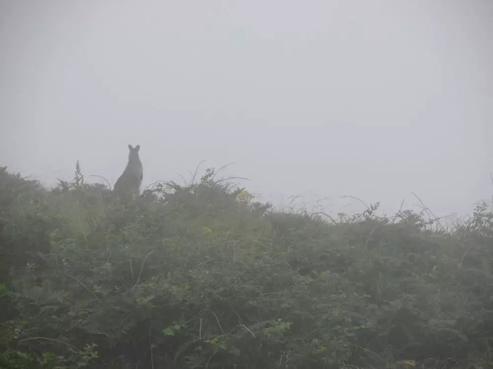 Wallabies İrlanda'da Ne Yapıyor?